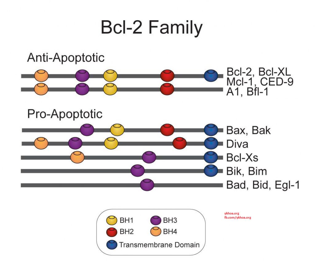 [Sinh học tế bào] Venetoclax - ức chế BCL-2, thuốc đã có mặt ở Việt Nam ...