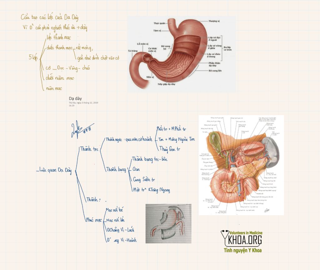 [MindmapsTina] Giải phẫu học _ Hệ Tiêu Hóa (P1) - Dạ dày › Y khoa