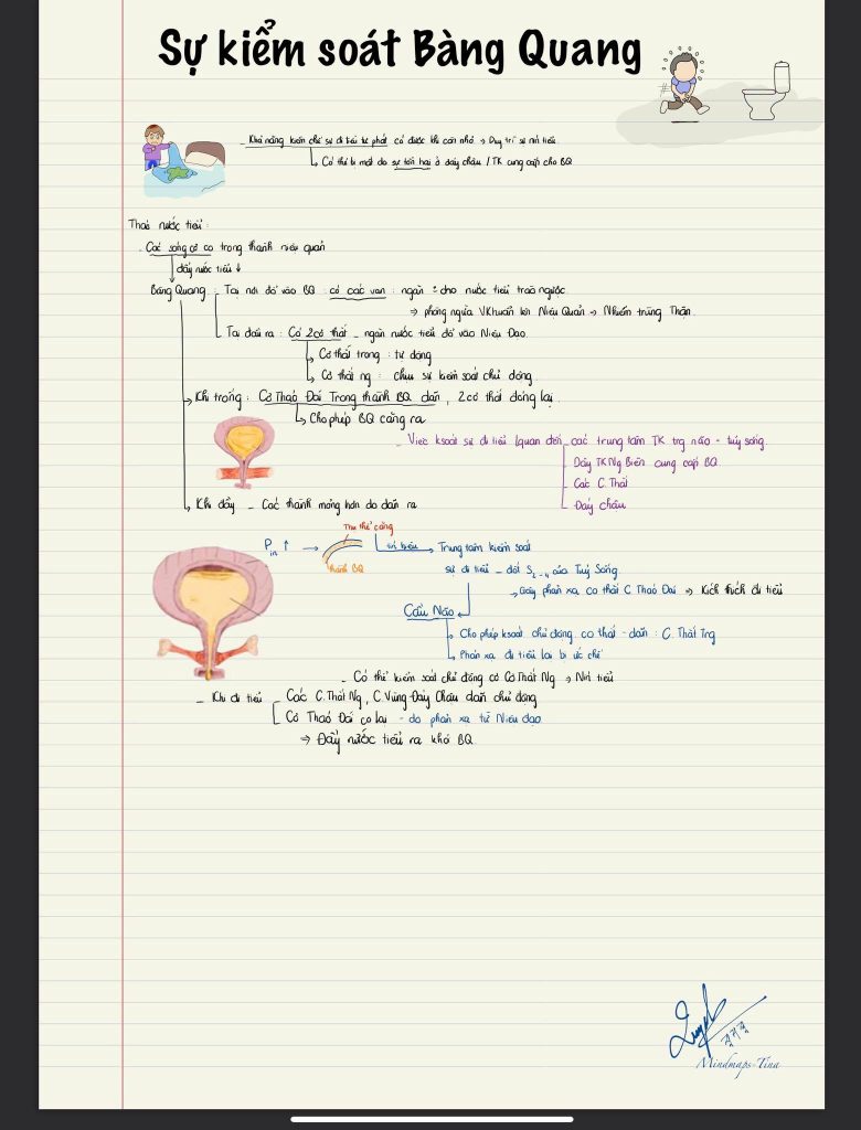 [MindmapsTina] Giải Phẫu Học _ Hệ tiết niệu (P2) - Niệu Quản + Bàng ...