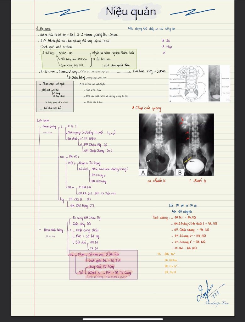 [MindmapsTina] Giải Phẫu Học _ Hệ tiết niệu (P2) - Niệu Quản + Bàng ...