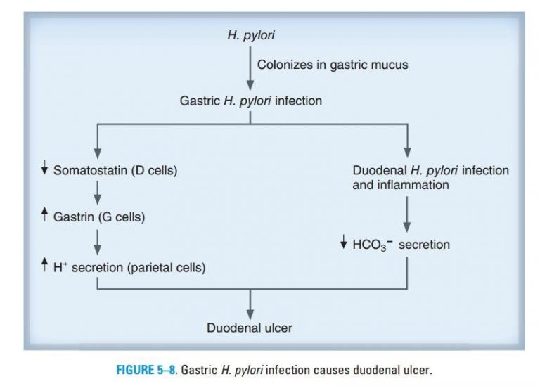 [Sinh lý thú vị số 45] Viêm loét dạ dày tá tràng: Nhiễm Helicobacter ...