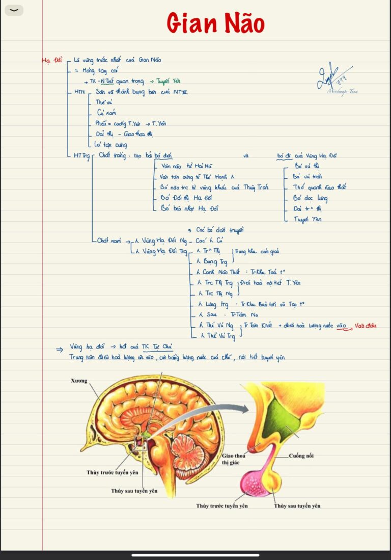 [MindmapsTina] Giải phẫu Hệ Thần Kinh - Gian Não + Tiểu Não › Y khoa