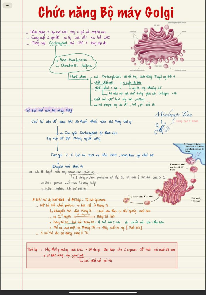 [MingmapsTina] Sinh Lý Guyton (P1) - Chức năng của LNC + Bộ máy Golgi ...