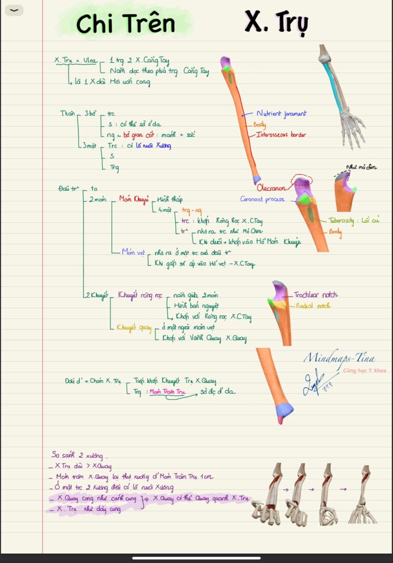 [MindmapsTina] Hệ Xương Khớp _ Chi Trên (P5) - X. Cẳng Tay + Khớp Khuỷu ...