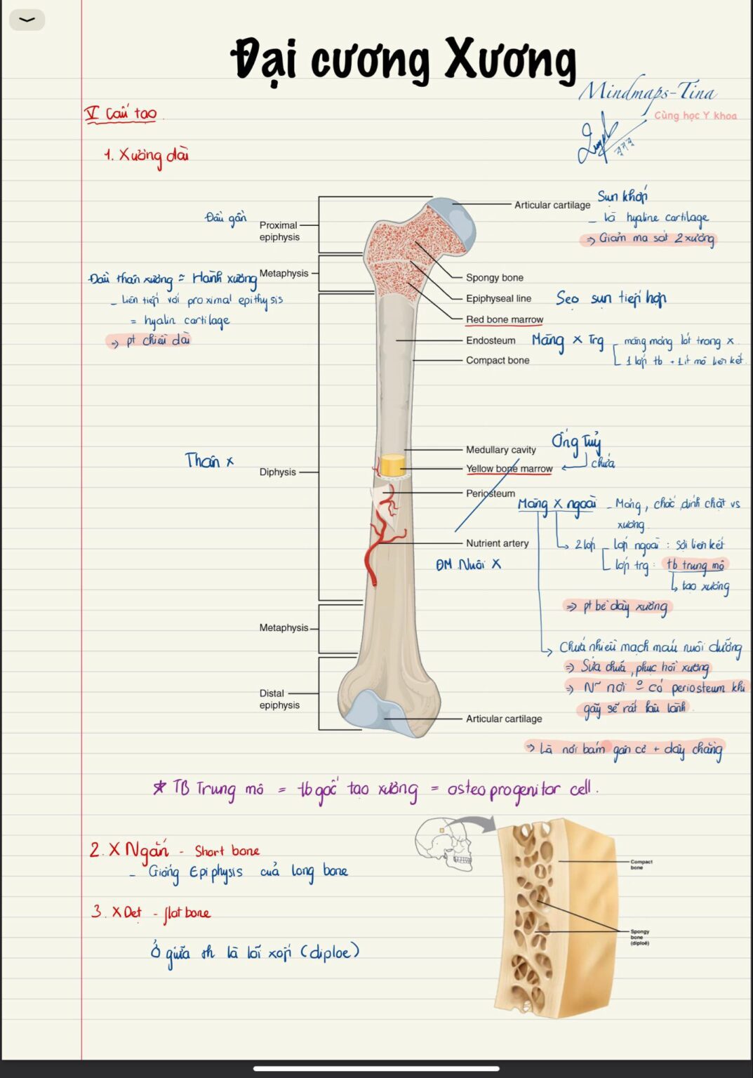 [MindmapsTina] Giải phẫu học _ Hệ Xương khớp (P1)- Đại cương › Y khoa