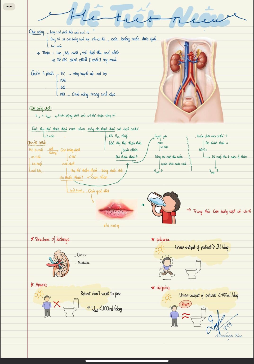 [MindmapsTina] Giải phẫu _ Hệ Tiết Niệu (P1)- Đại cương Hệ Tiết Niệu ...