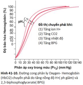 [Sinh lí Guyton số 41] Sự vận chuyển O2 và CO2 trong máu và mô kẽ › Y khoa