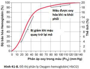[Sinh lí Guyton số 41] Sự vận chuyển O2 và CO2 trong máu và mô kẽ › Y khoa