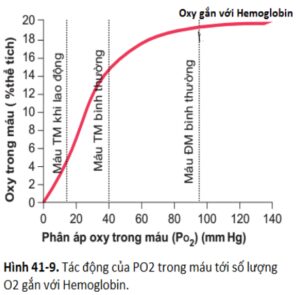 [Sinh lí Guyton số 41] Sự vận chuyển O2 và CO2 trong máu và mô kẽ › Y khoa