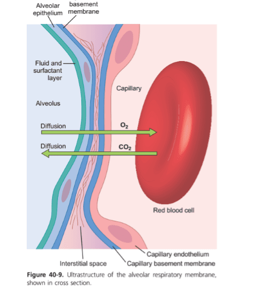[Sinh Lí Guyton số 40] Nguyên tắc của sự trao đổi khí; Khuếch tán của ...
