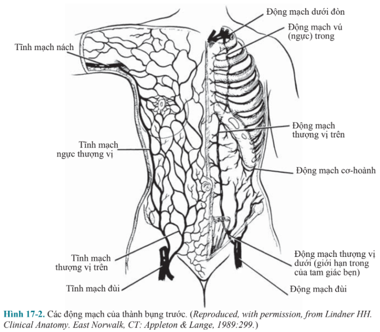 [Case lâm sàng 141] Động mạch thượng vị dưới › Y khoa