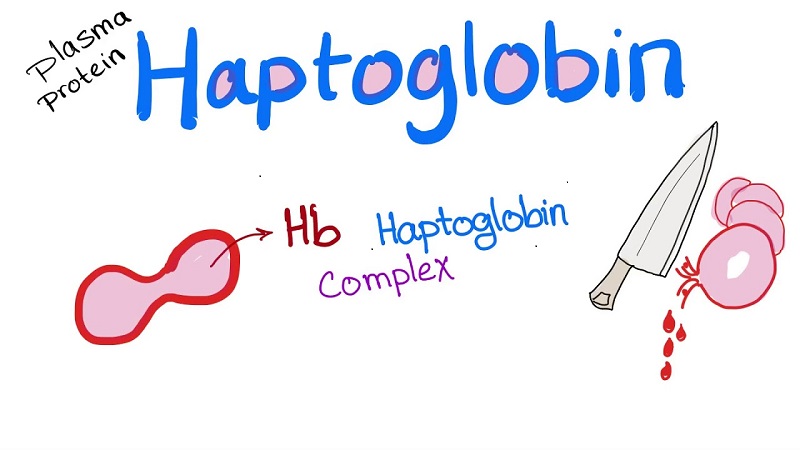 [Xét nghiệm 51] Haptoglobin (Haptoglobine/ Haptoglobin) › Y khoa