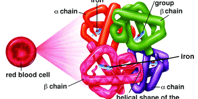 [Xét nghiệm 53] Hemoglobin (Hb) › Y khoa