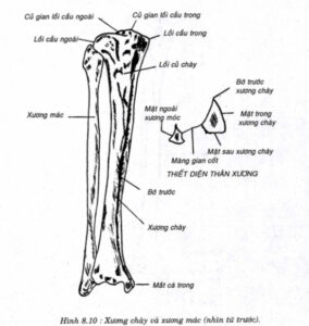 [Giải phẫu số 7] Xương khớp chi dưới › Y khoa