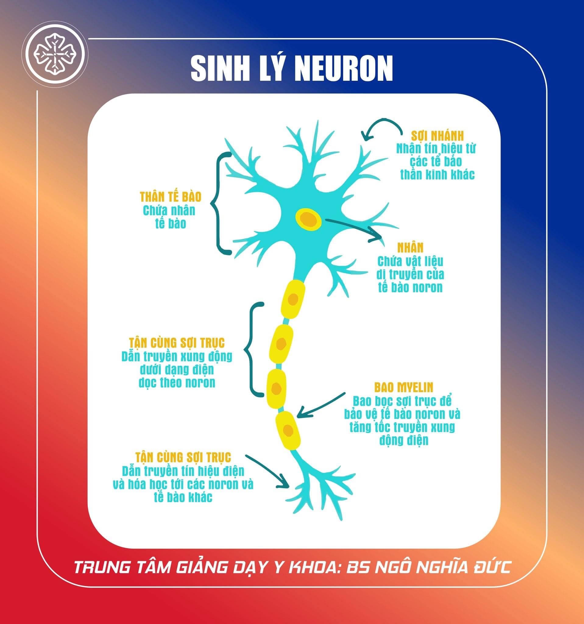 SINH LÝ NEURON › Y khoa