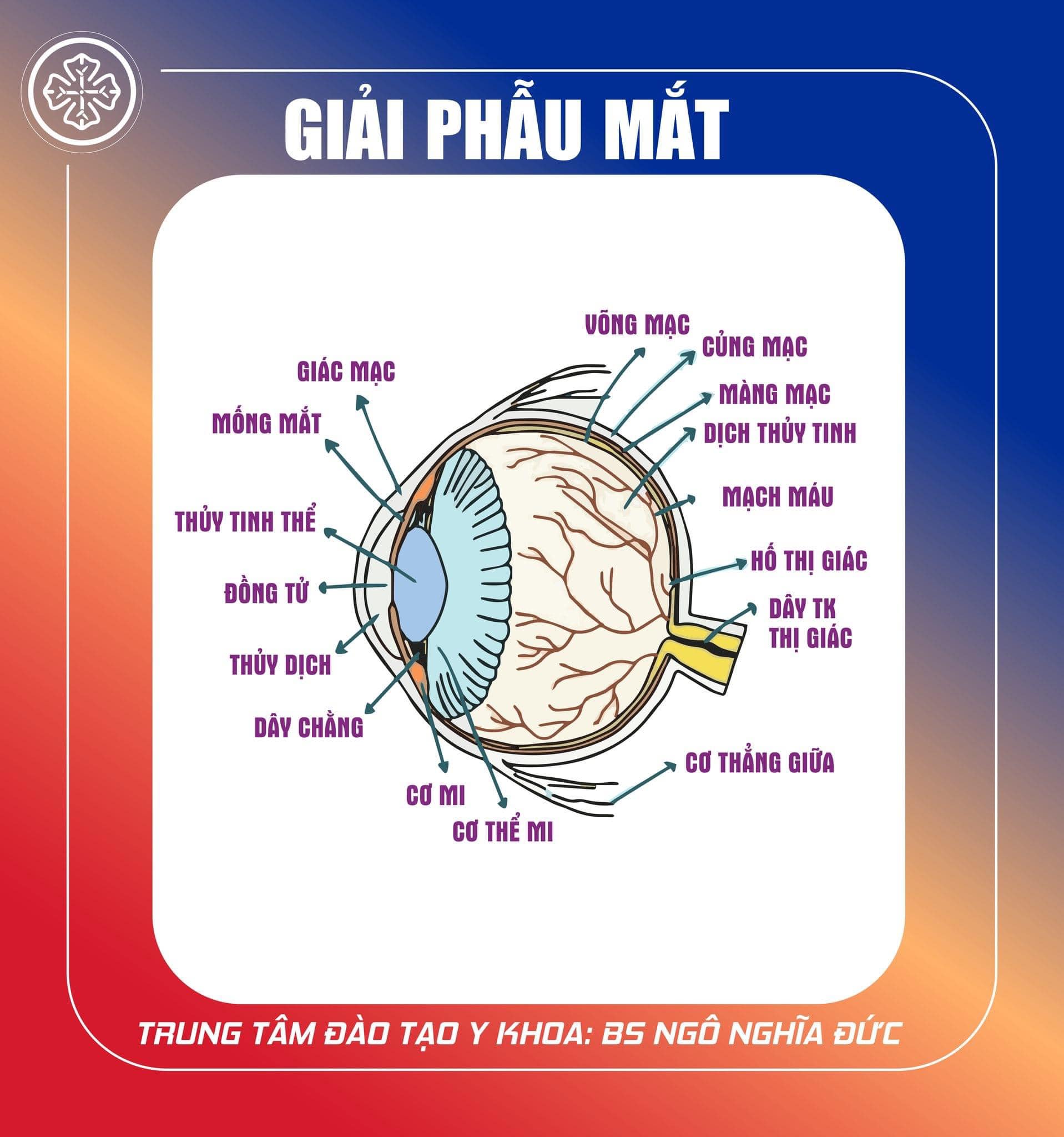 GIẢI PHẪU MẮT › Y khoa