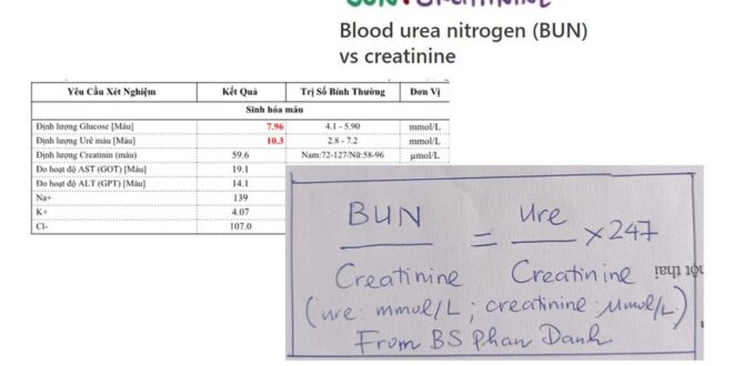 BUN/CREATININ - CÔNG THỨC TÍNH NHANH NHẤT › Y khoa